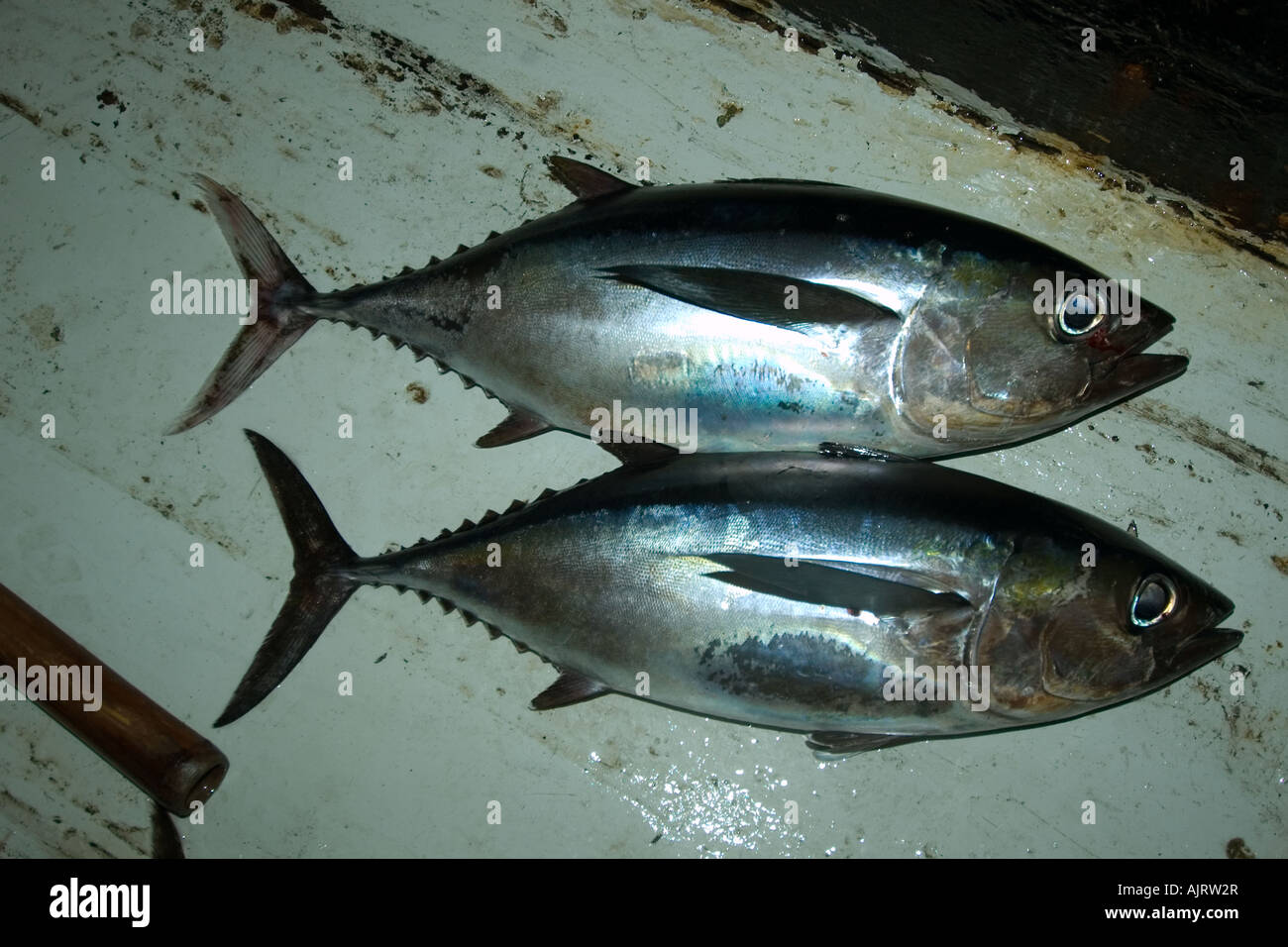 Bigeye tuna Thunnus obesus commercial fisheries St Peter and St Paul s ...