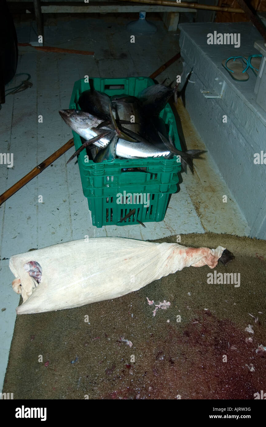 Bigeye tuna Thunnus obesus wrapped for freezing St Peter and St Paul s ...