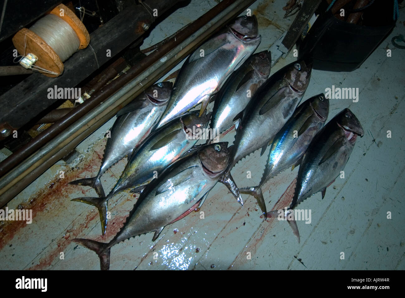 Bigeye tuna Thunnus obesus commercial fisheries St Peter and St Paul s ...