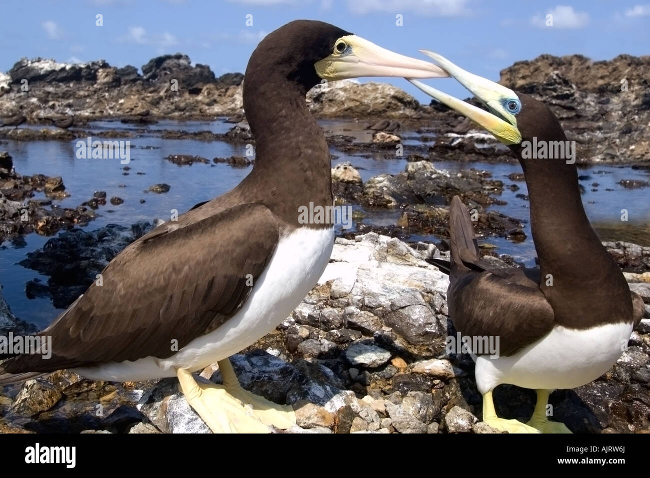 Brown booby Sula leucogaster male and female pecking St Peter and St ...