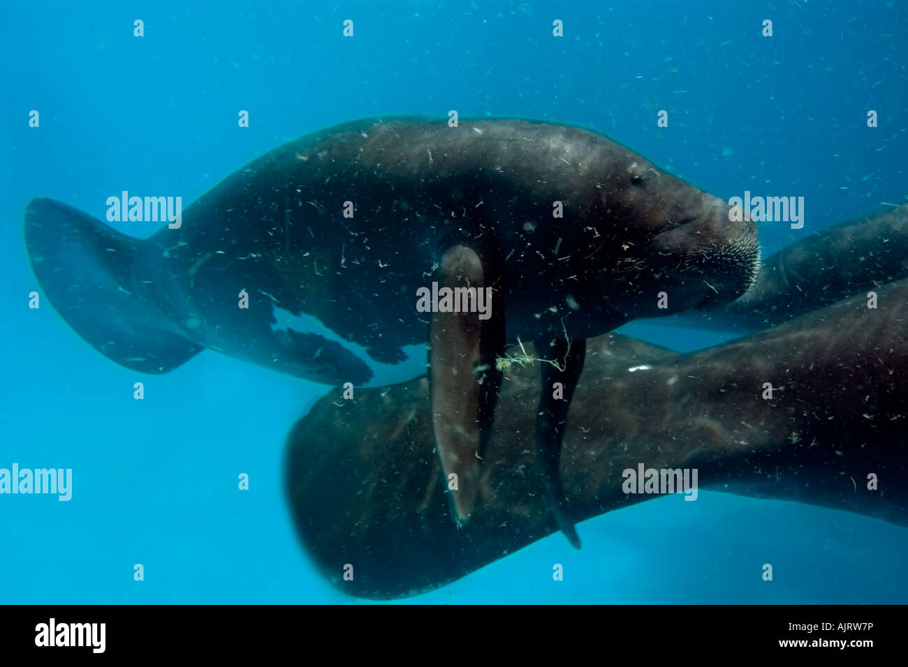 Amazon manatee calf Trichechus inunguis endangered Manaus Amazonas ...