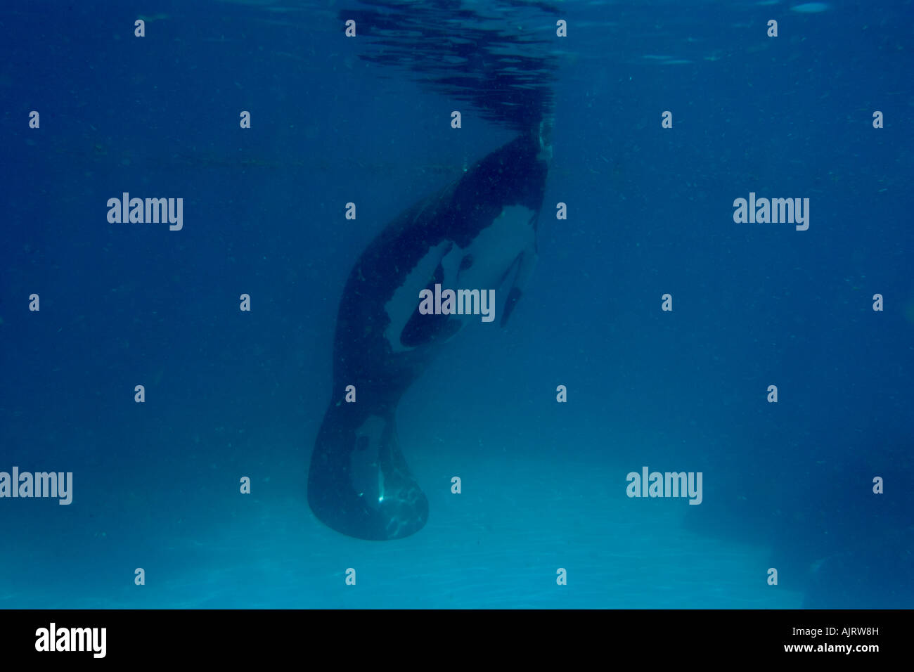 Amazon manatee Trichechus inunguis taking a breath at the surface ...