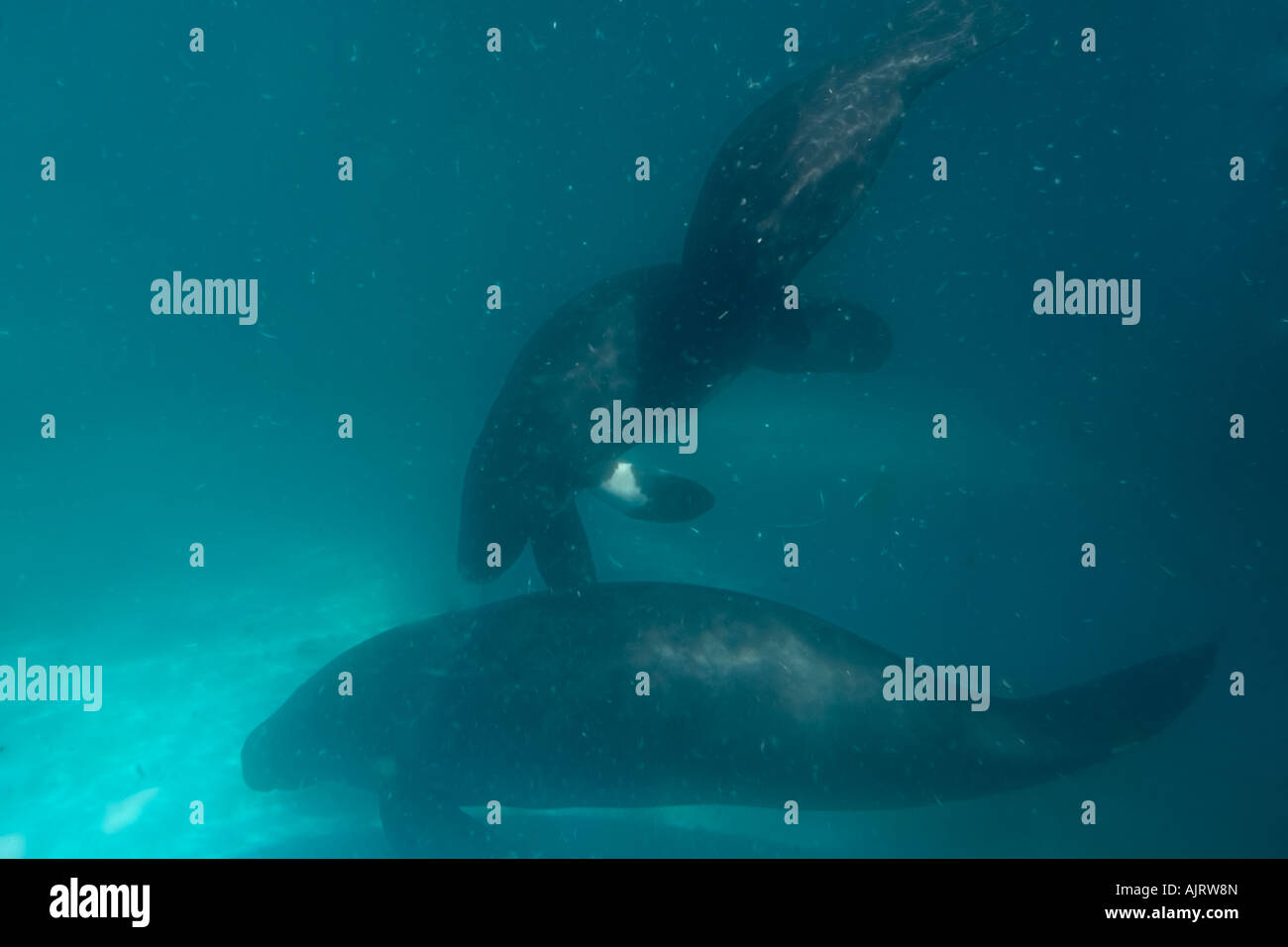 Amazon manatee Trichechus inunguis endangered Manaus Amazonas Brazil c ...