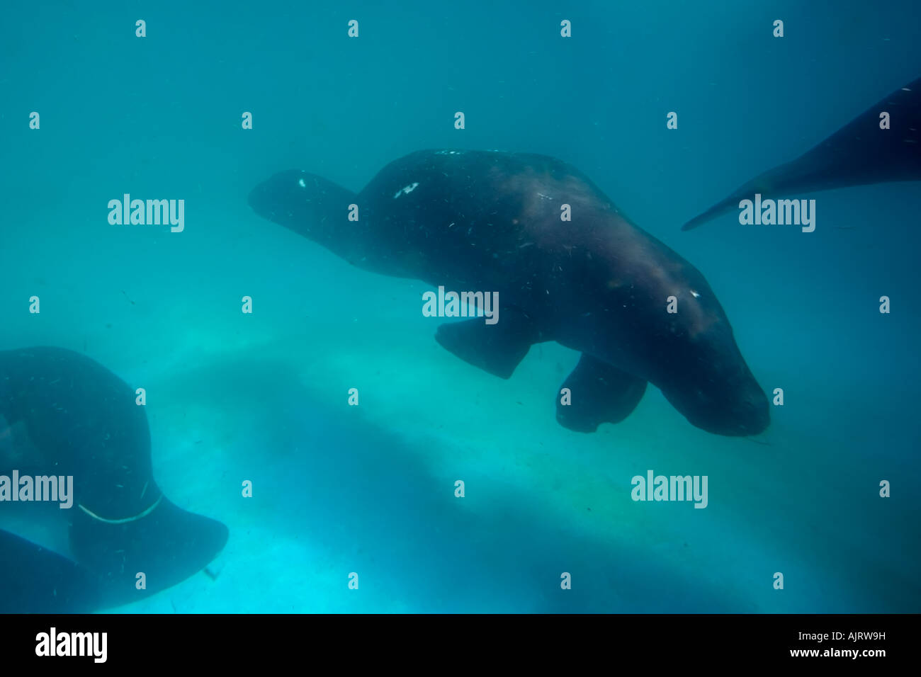 Amazon manatee Trichechus inunguis endangered Manaus Amazonas Brazil c ...