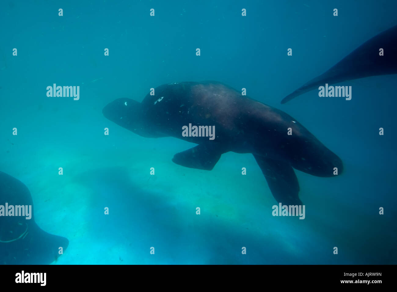 Amazon manatee Trichechus inunguis endangered Manaus Amazonas Brazil c ...