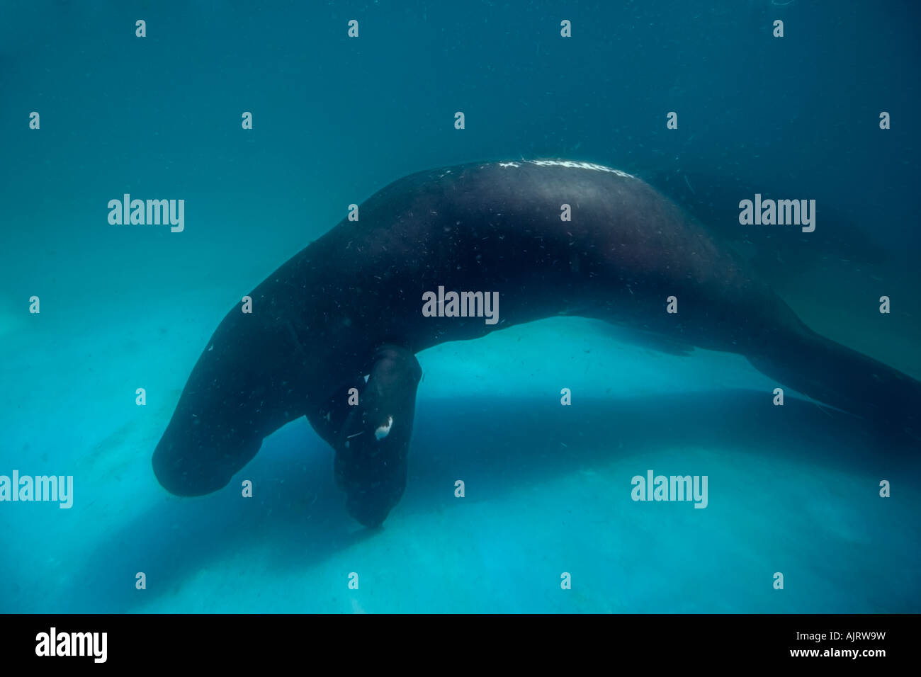 Amazon manatee Trichechus inunguis endangered Manaus Amazonas Brazil c ...