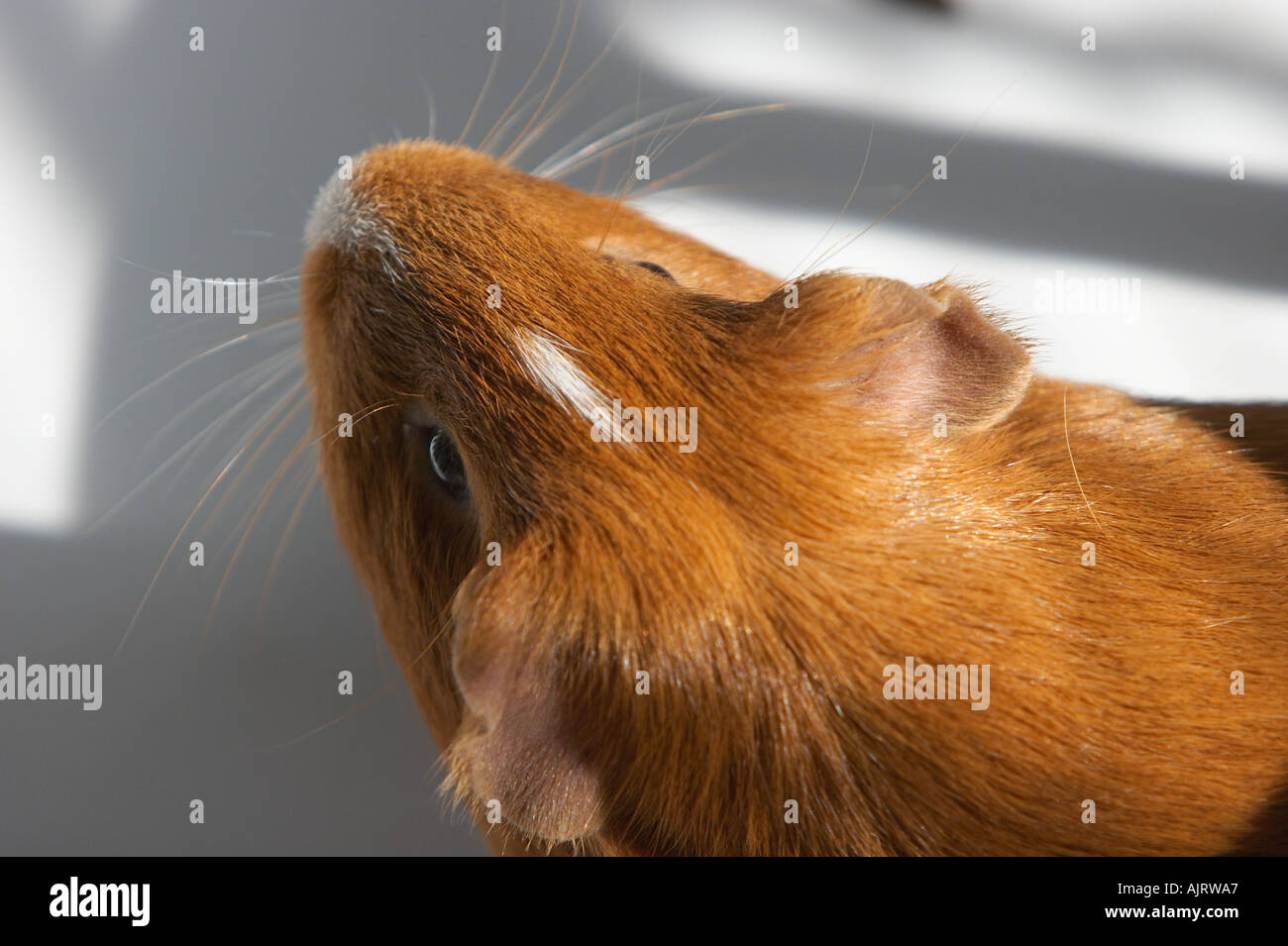 Pig shadows hi-res stock photography and images - Alamy