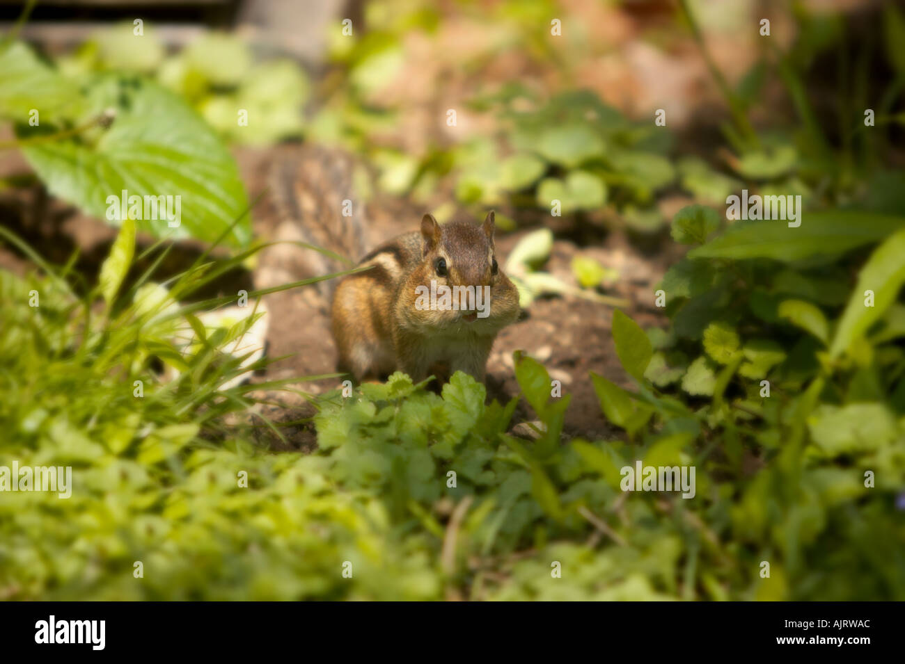 Chipmunk full cheeks hi-res stock photography and images - Alamy