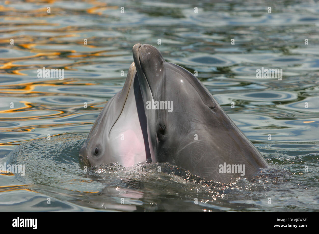 Two American bottle nose dolphins close up Stock Photo - Alamy
