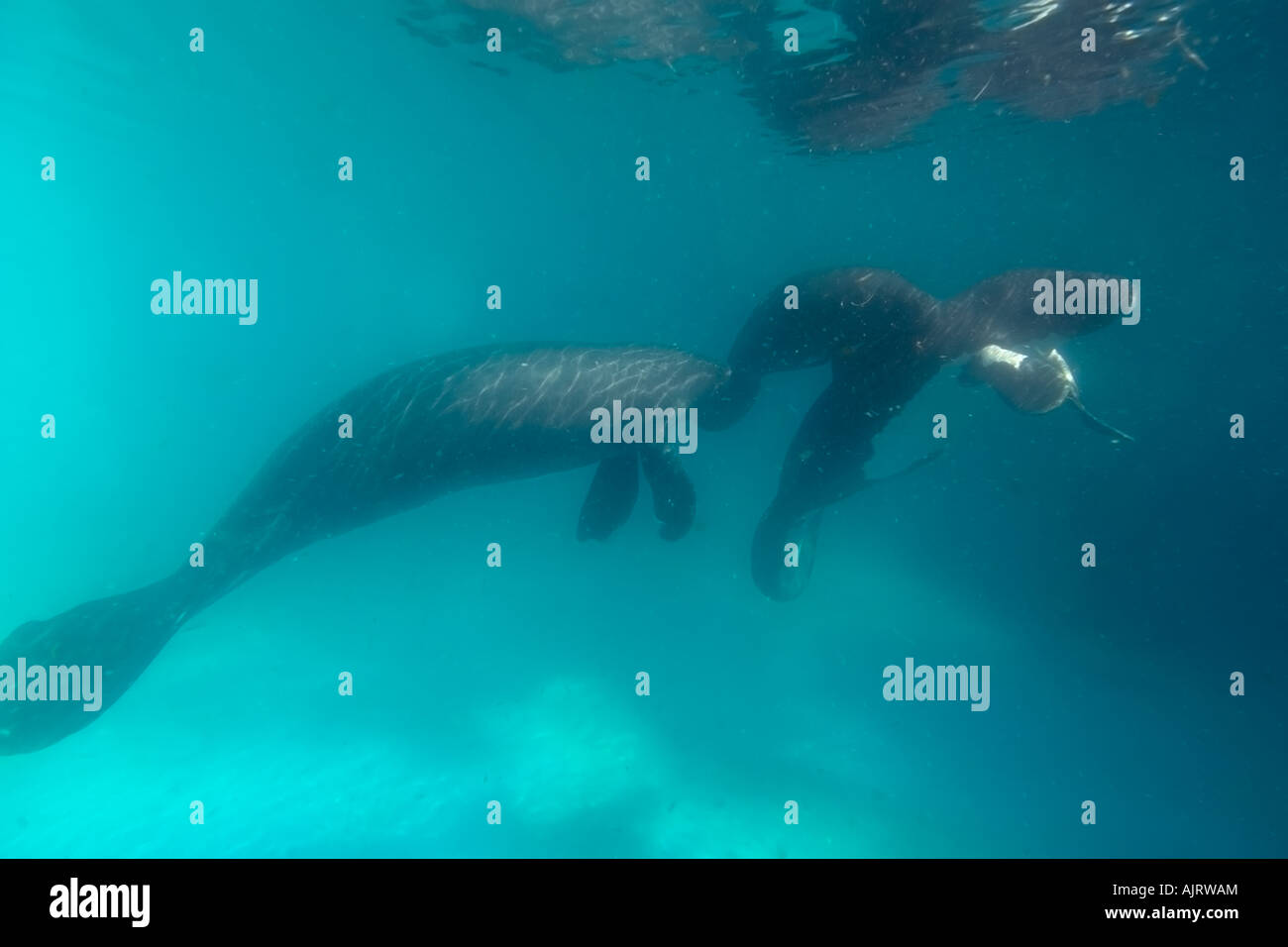 Amazon manatee Trichechus inunguis mother and calves endangered Manaus ...