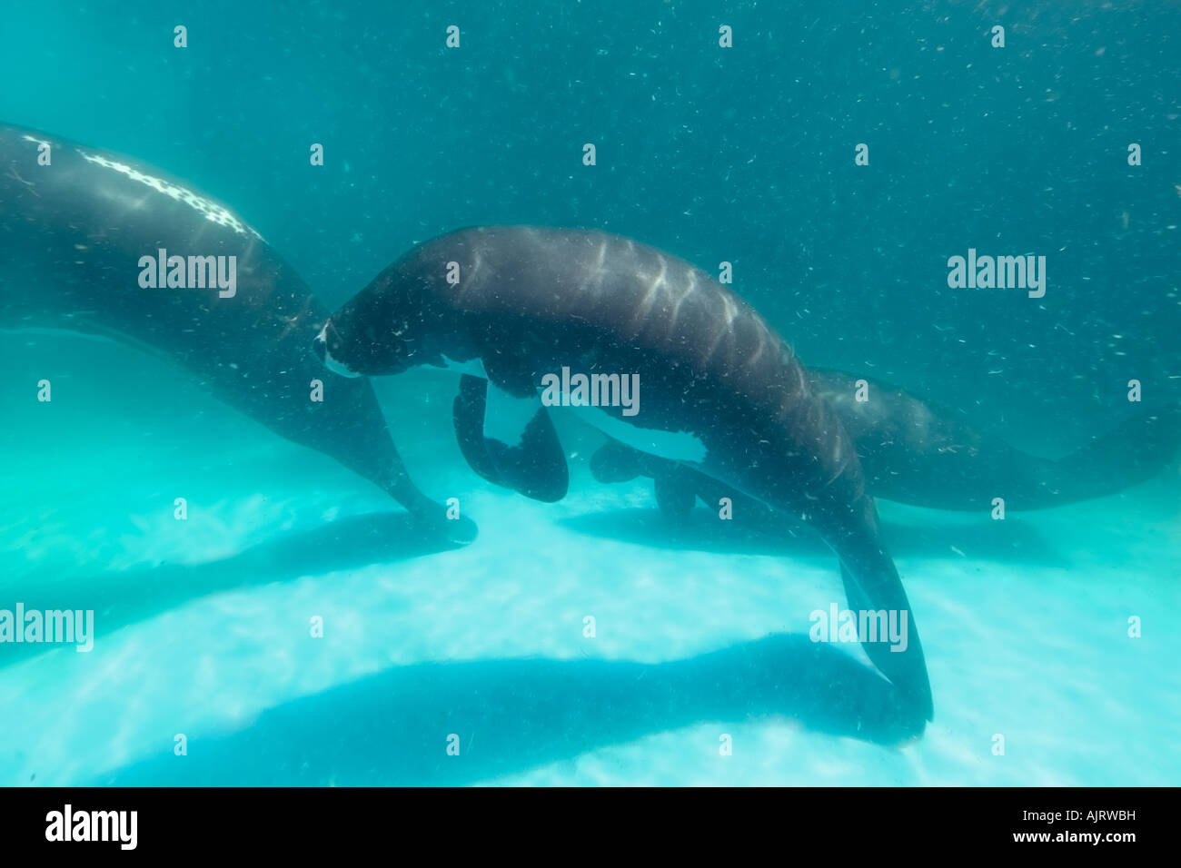 Amazon manatee Trichechus inunguis endangered Manaus Amazonas Brazil c ...