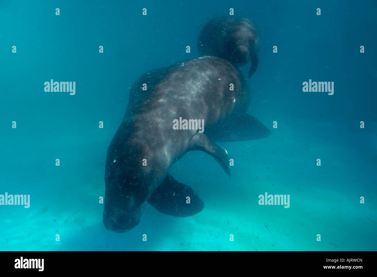 Amazon manatee Trichechus inunguis mother and calf endangered Manaus ...
