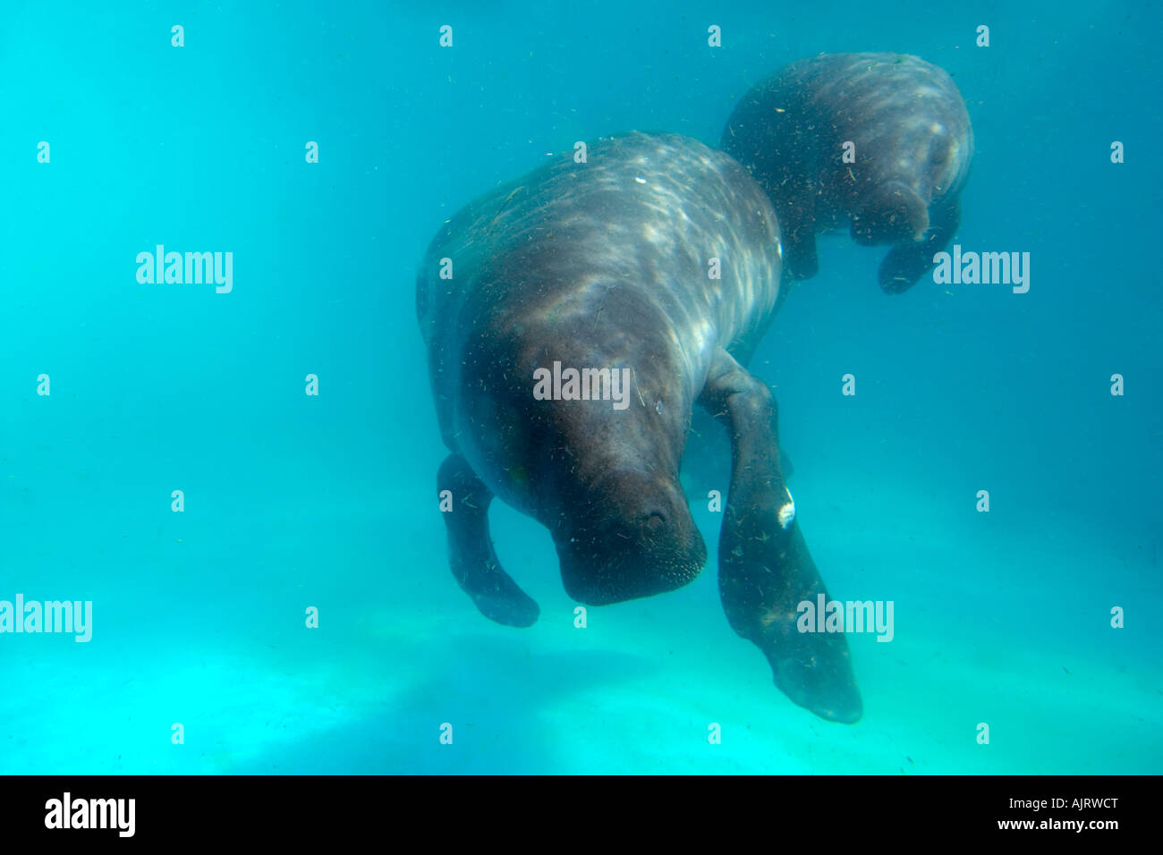 Amazon manatee Trichechus inunguis mother and calf endangered Manaus ...