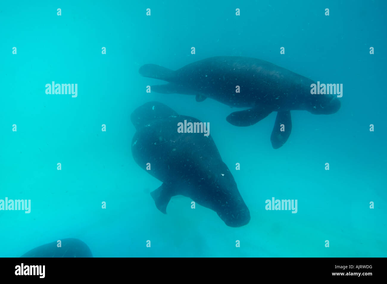 Amazon manatee Trichechus inunguis endangered Manaus Amazonas Brazil c ...