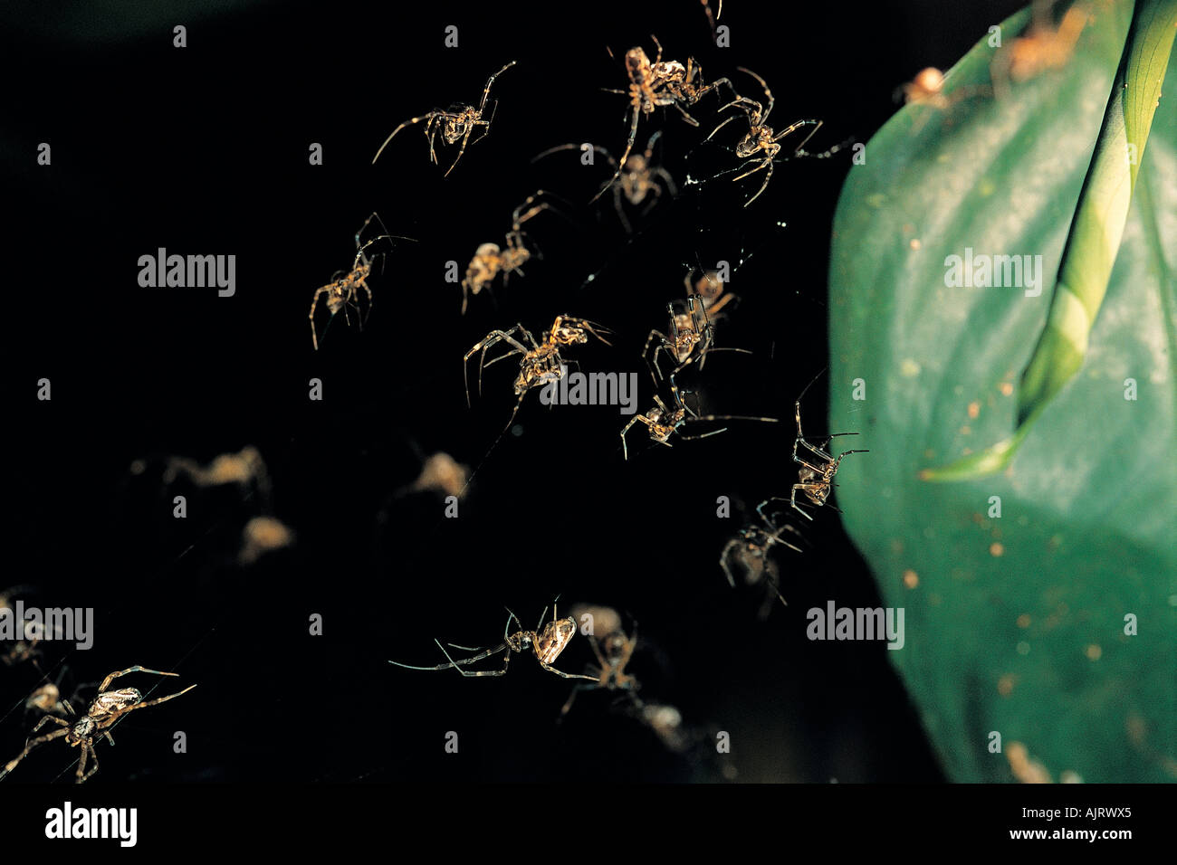 Colonial spiders, Kapawi Amazon Ecuador Stock Photo - Alamy