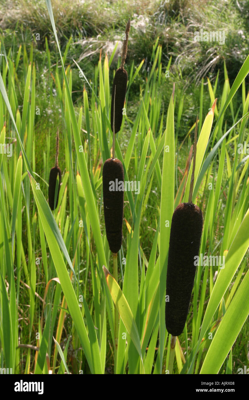 Typha latifolia flower hi-res stock photography and images - Alamy