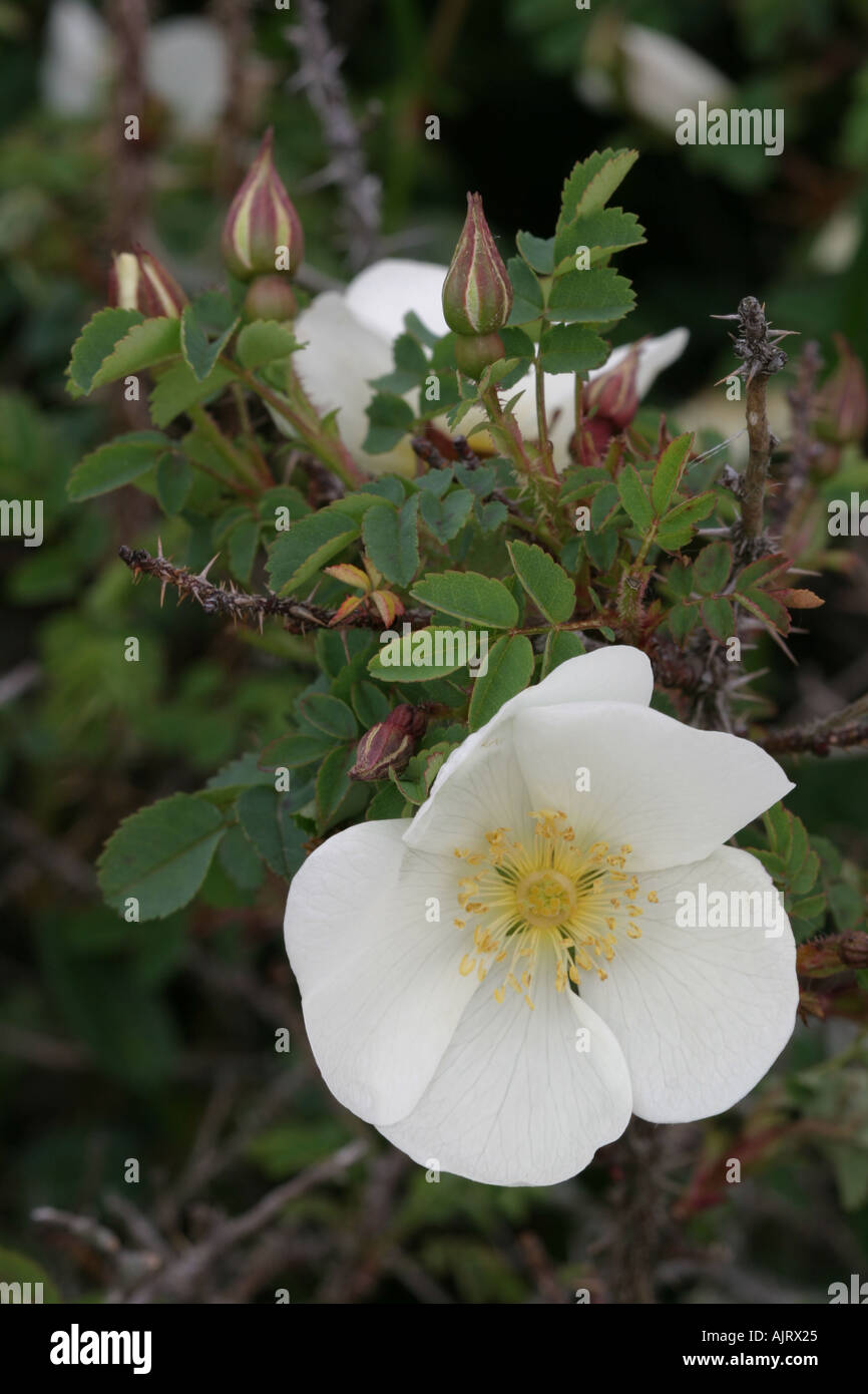 Burnet rose thorns hi-res stock photography and images - Alamy