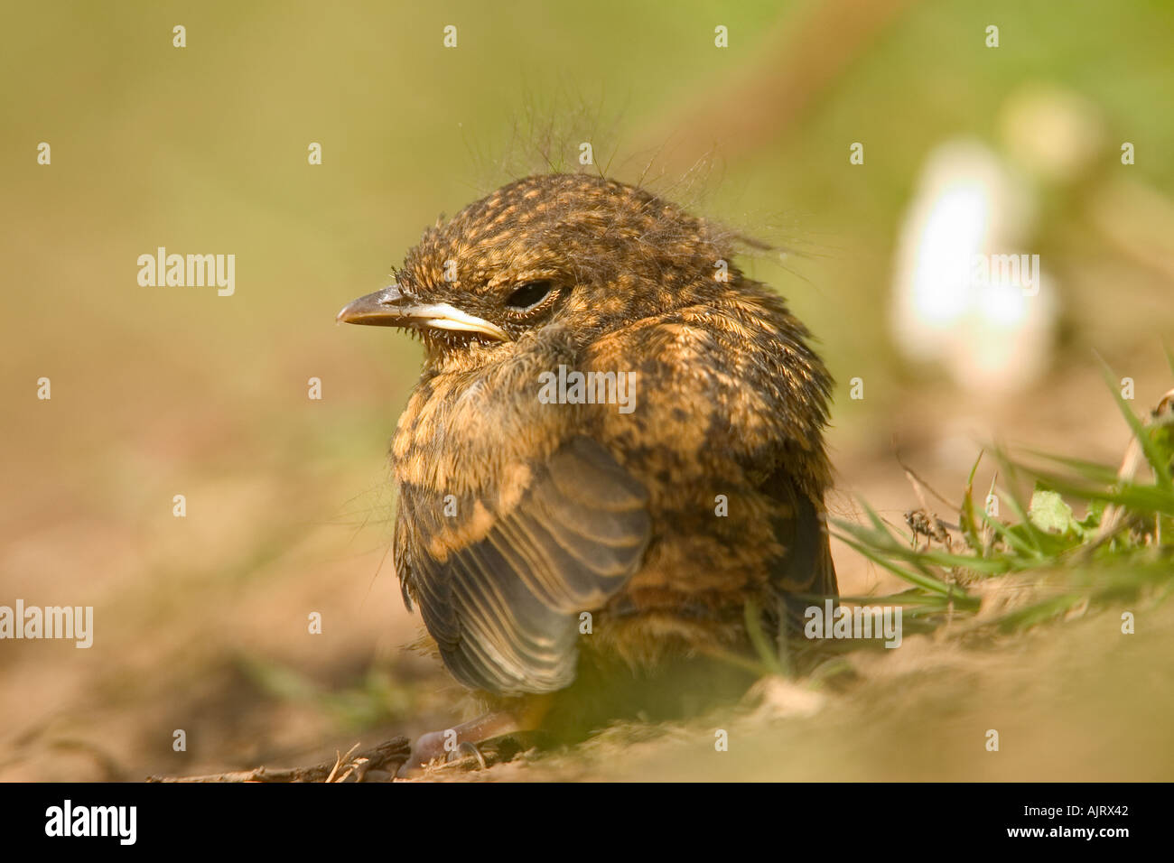 Lost baby chick hi-res stock photography and images - Alamy