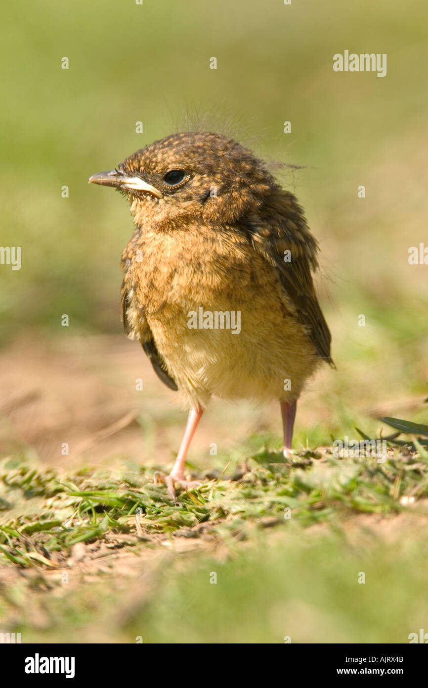 Lost baby chick hi-res stock photography and images - Alamy