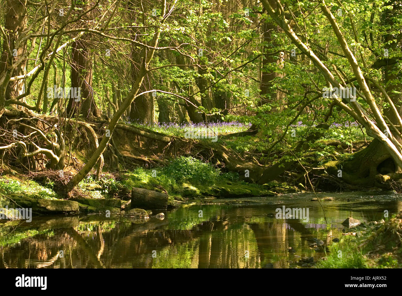 slow flowing river in Yorkshire Stock Photo - Alamy