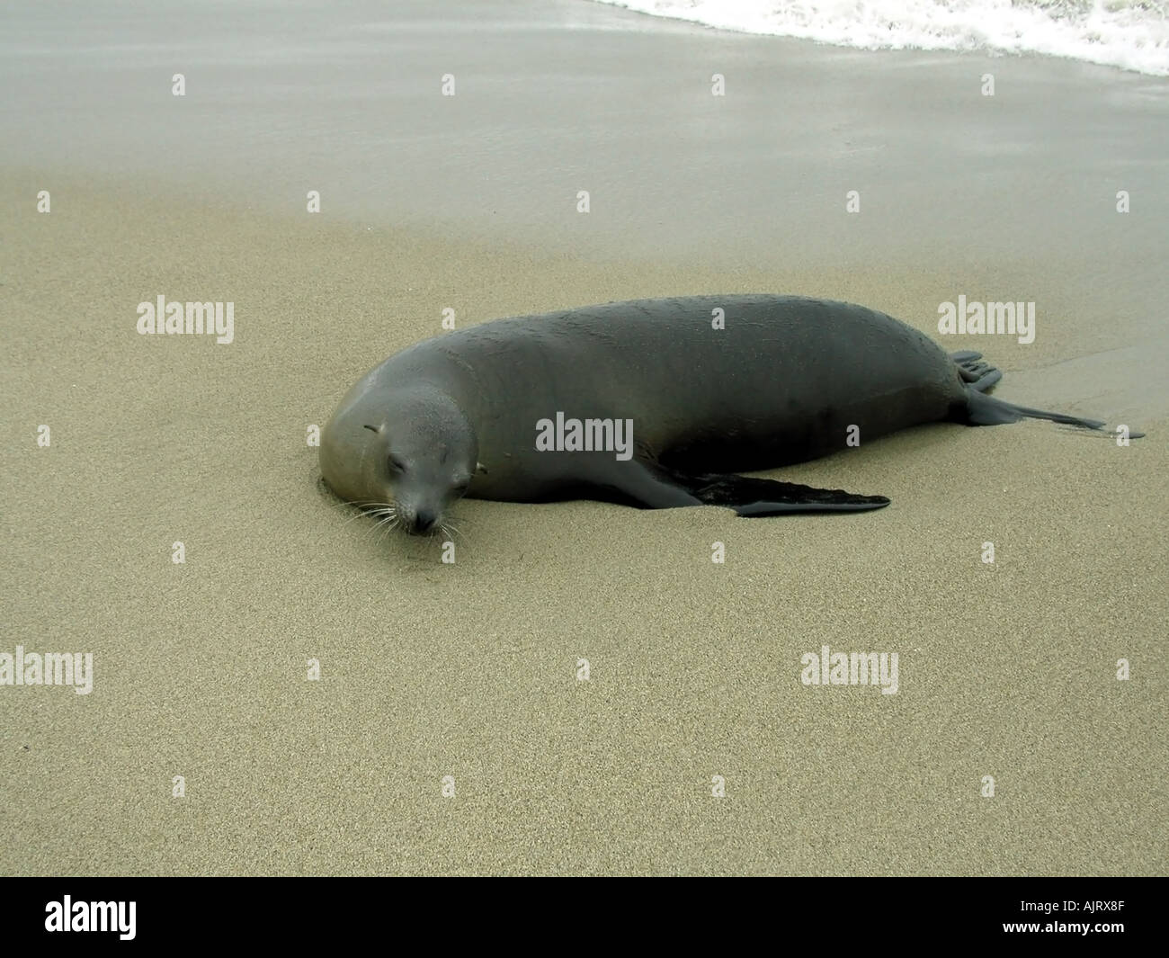 Sealion on beach suffering from eating toxic fish. Redondo Beach, CA ...
