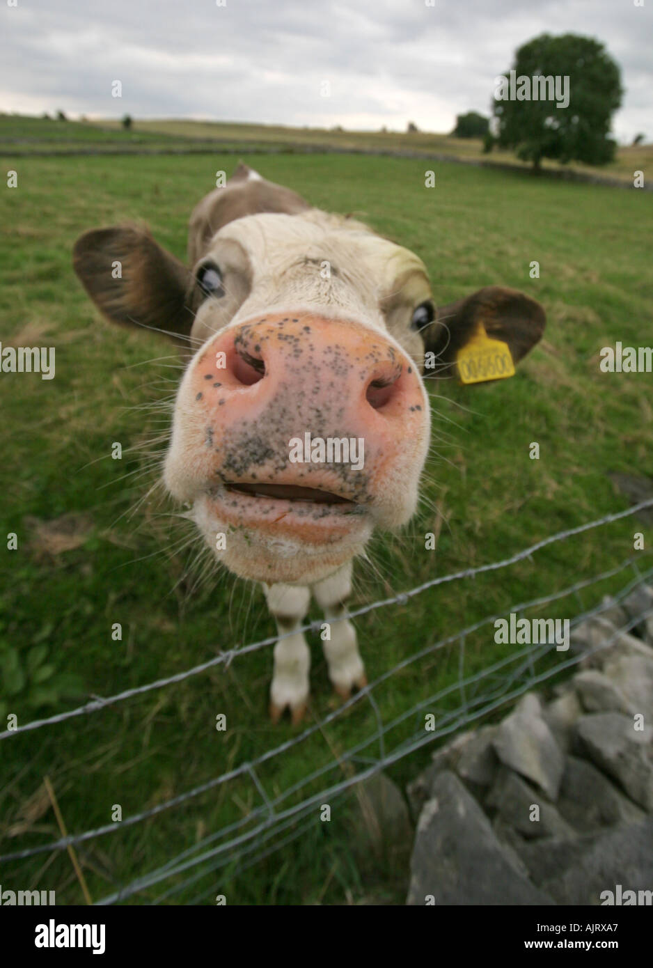 Cow smiley face hi-res stock photography and images - Alamy