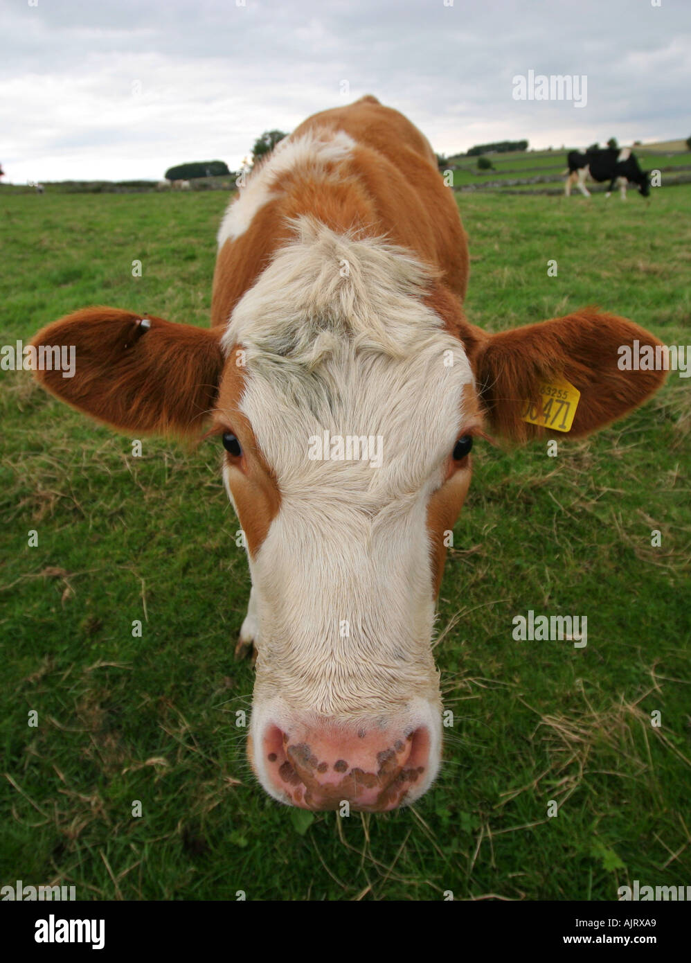 Freckled cow nose hi-res stock photography and images - Alamy