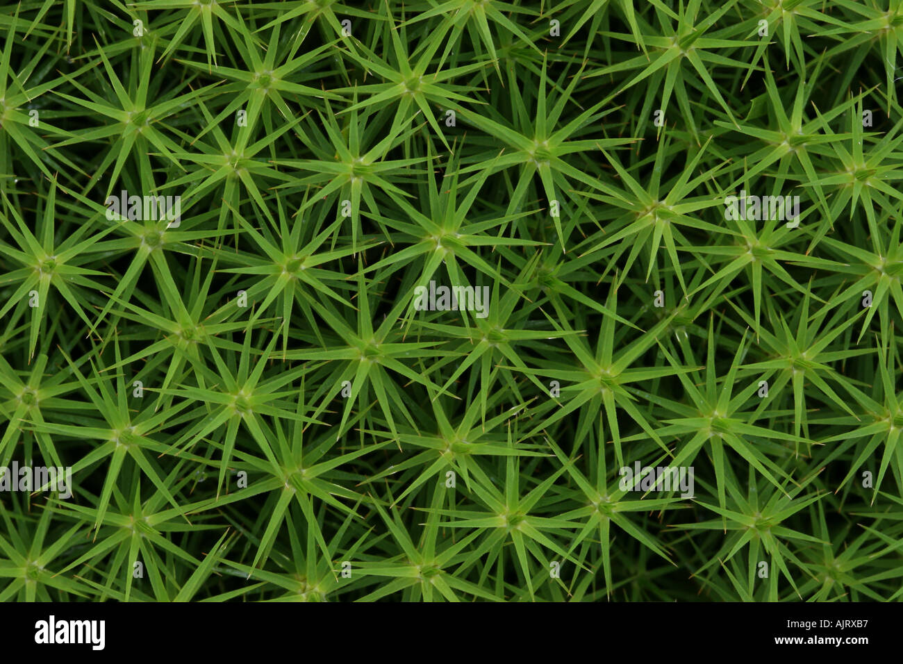 Polytrichum commune moss Stock Photo - Alamy