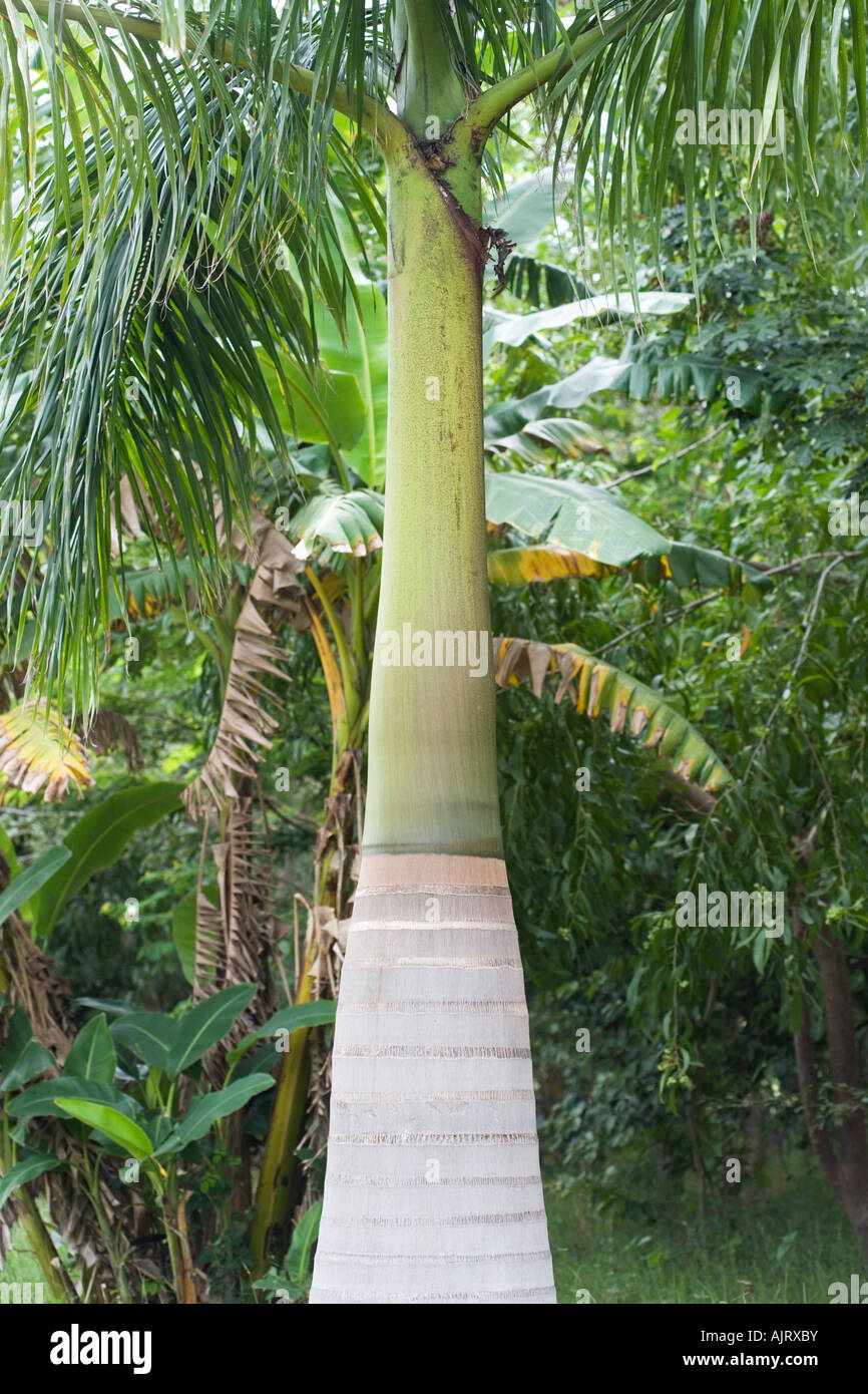 Cocos nucifera. Close up of the growth of a coconut palm tree trunk in ...