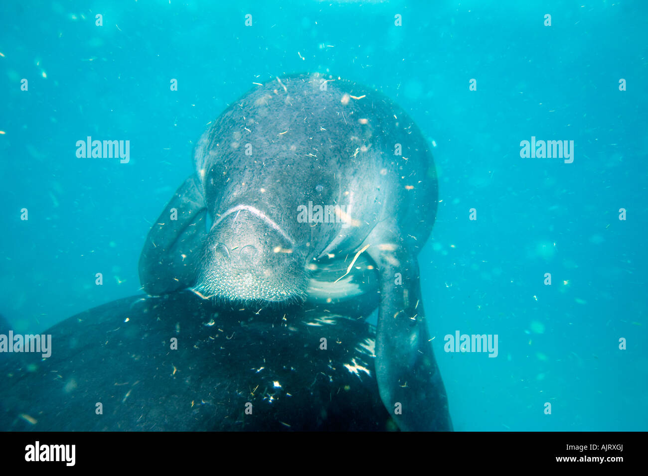 Amazon manatee calf Trichechus inunguis endangered Manaus Amazonas ...