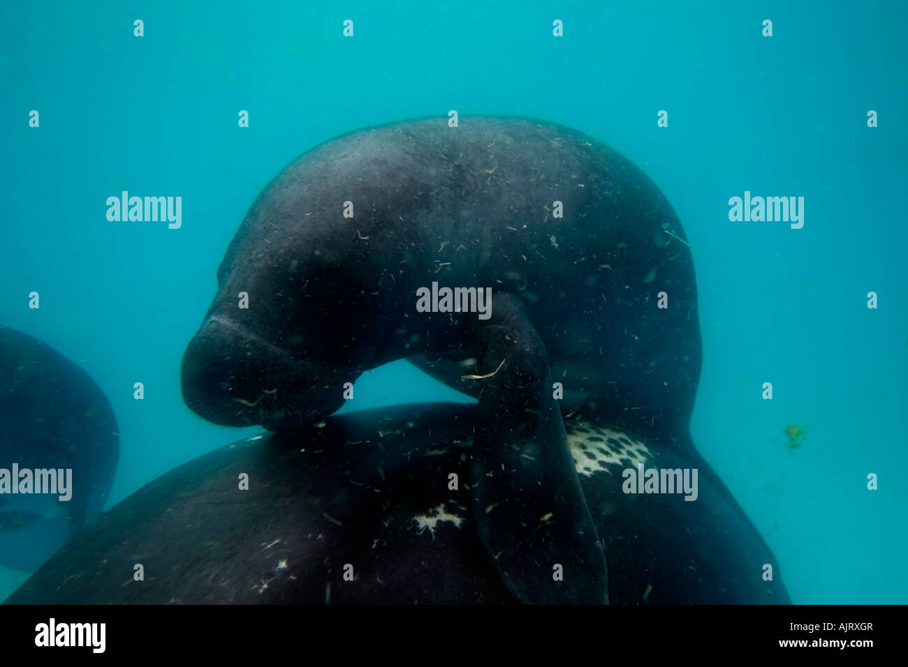Amazon manatee Trichechus inunguis endangered Manaus Amazonas Brazil c ...