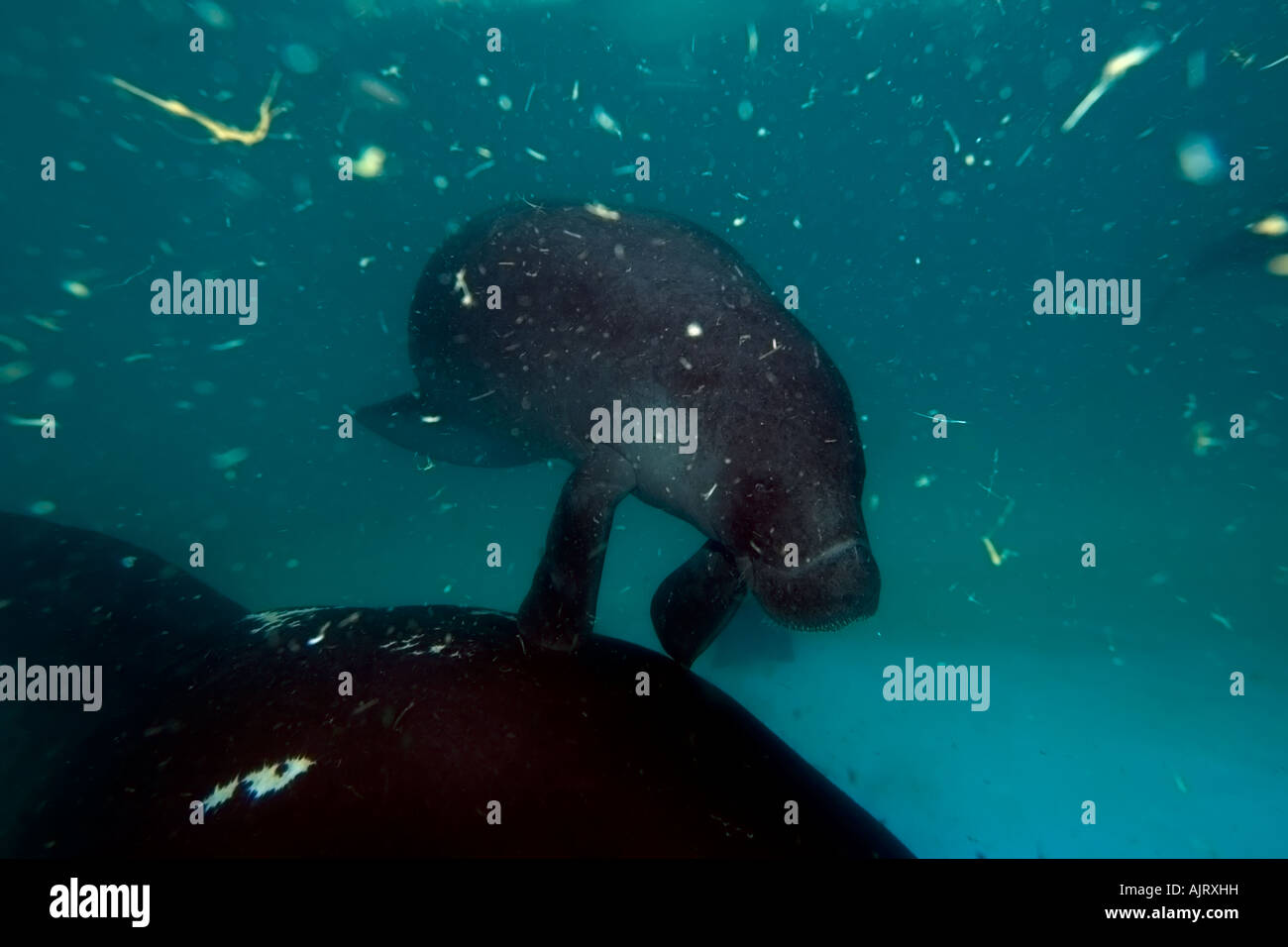 Amazon manatee Trichechus inunguis endangered Manaus Amazonas Brazil c ...