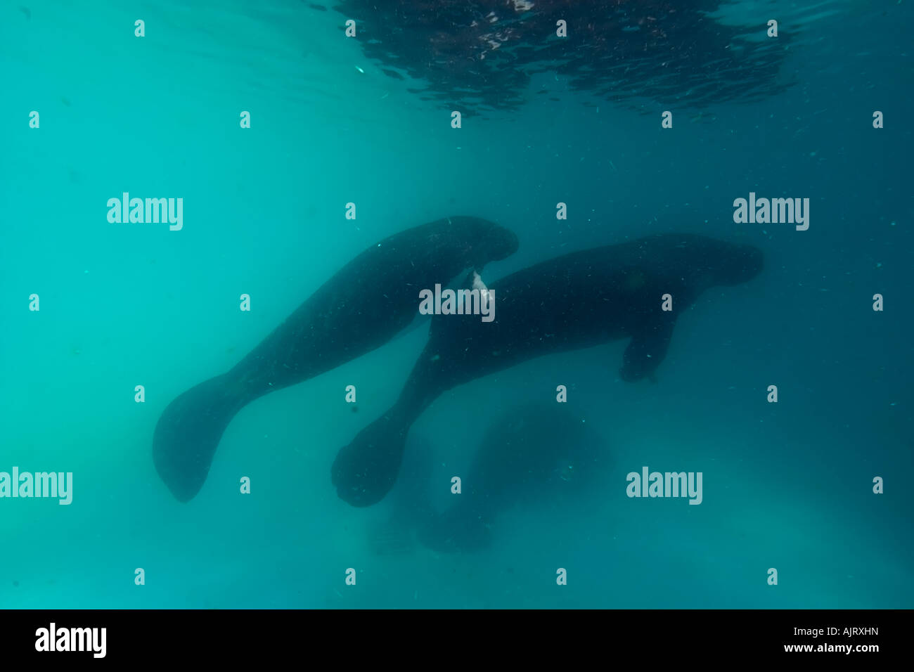 Amazon manatee Trichechus inunguis endangered Manaus Amazonas Brazil c ...