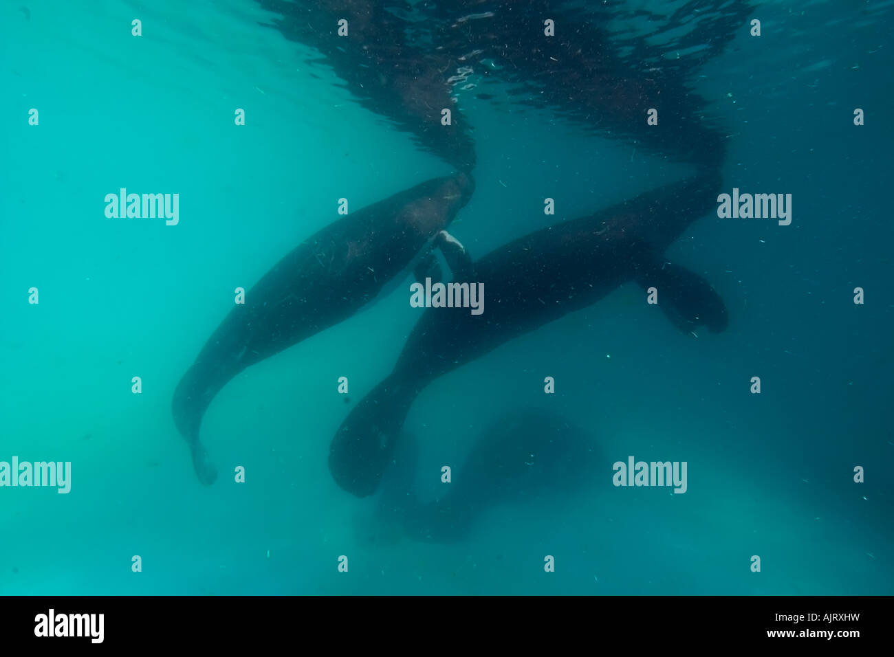 Amazon manatees Trichechus inunguis taking a breath at the surface ...
