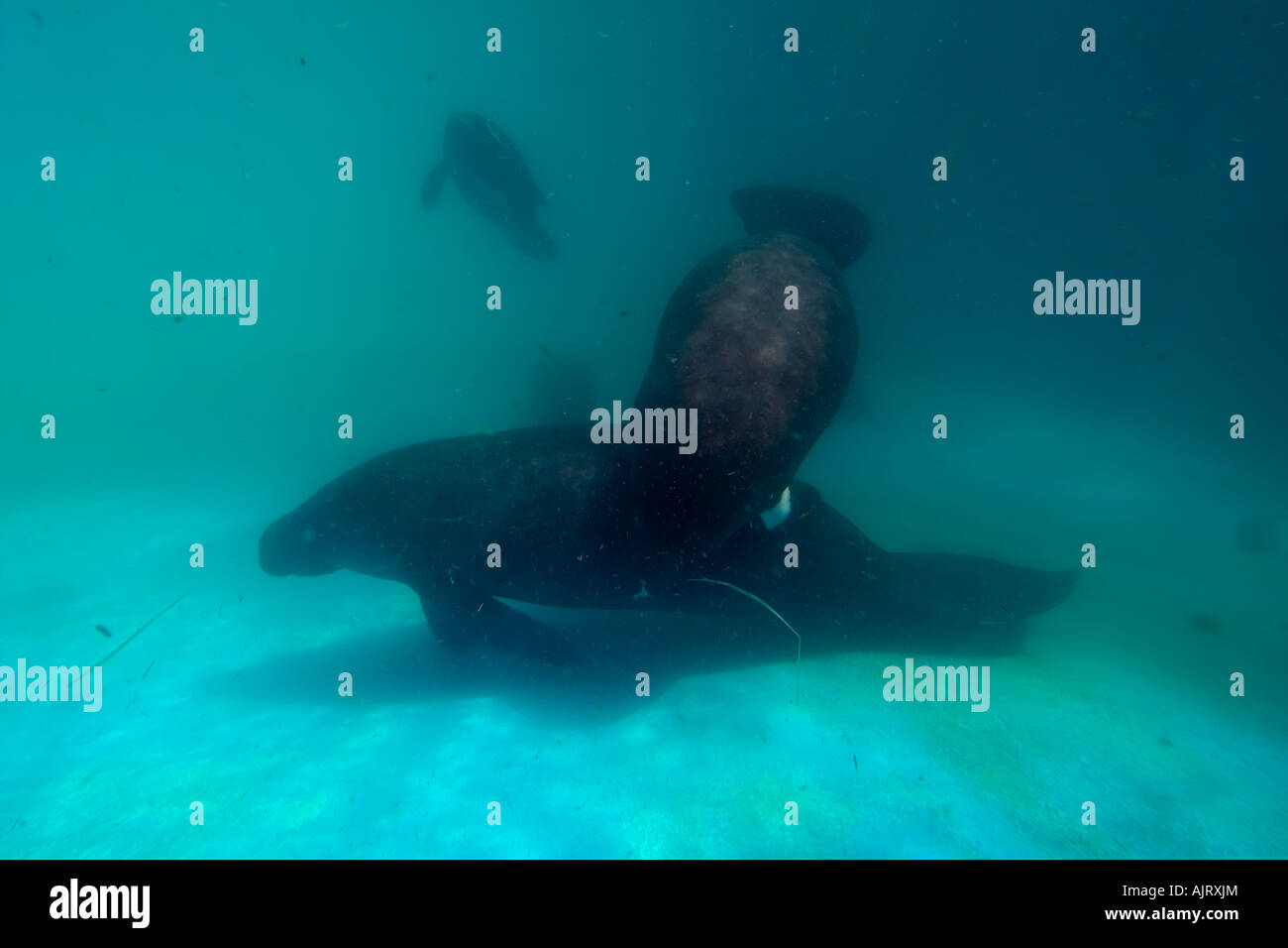 Amazon manatee Trichechus inunguis endangered Manaus Amazonas Brazil c ...