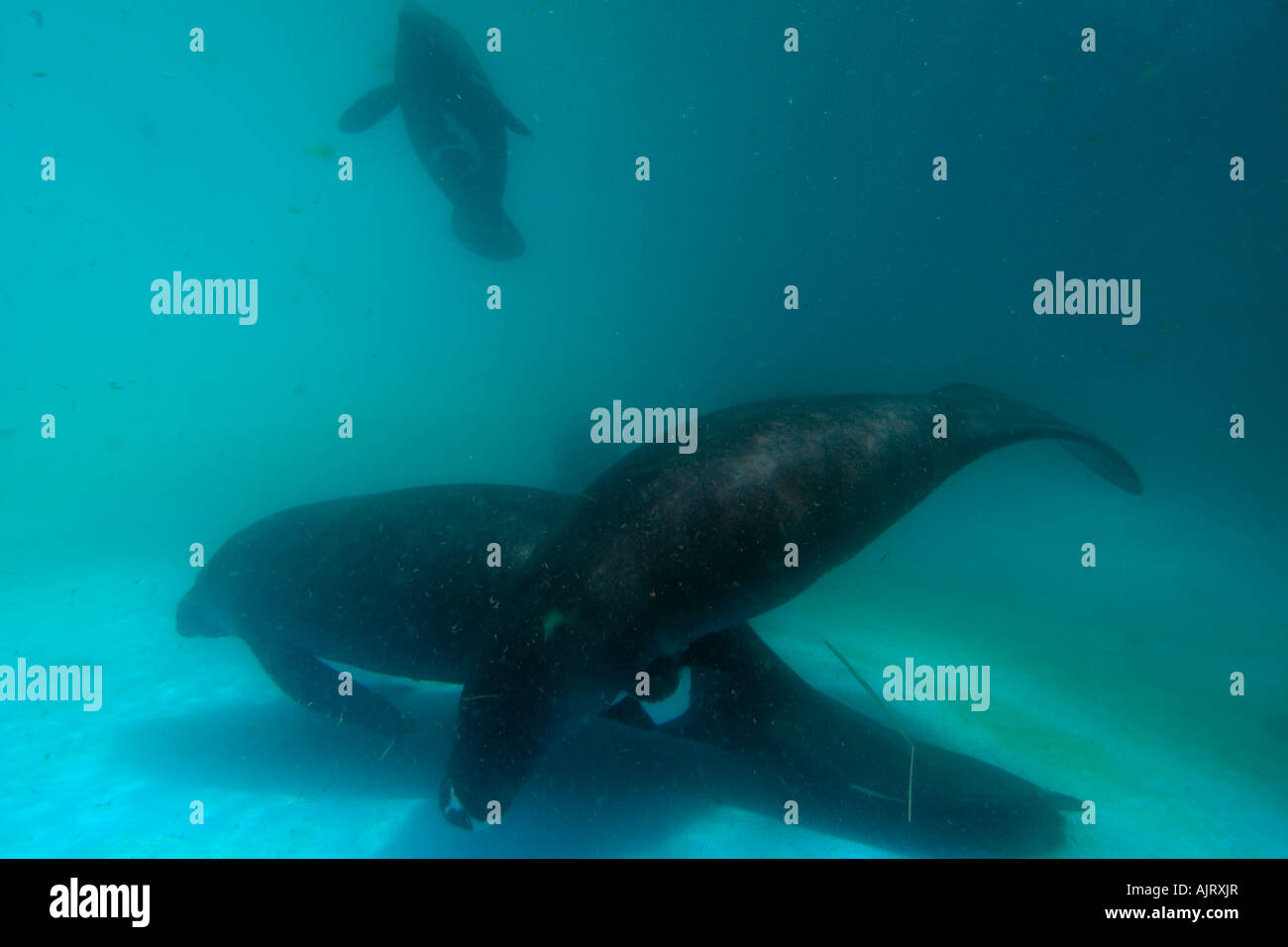 Amazon manatee Trichechus inunguis endangered Manaus Amazonas Brazil c ...