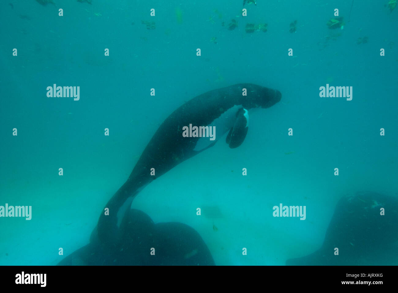 Amazon manatee Trichechus inunguis endangered Manaus Amazonas Brazil c ...