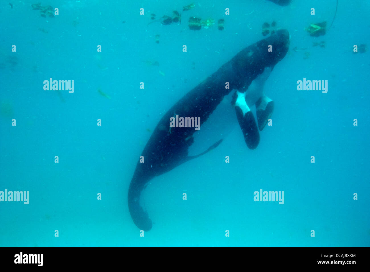 Amazon manatee Trichechus inunguis taking a breath at the surface ...