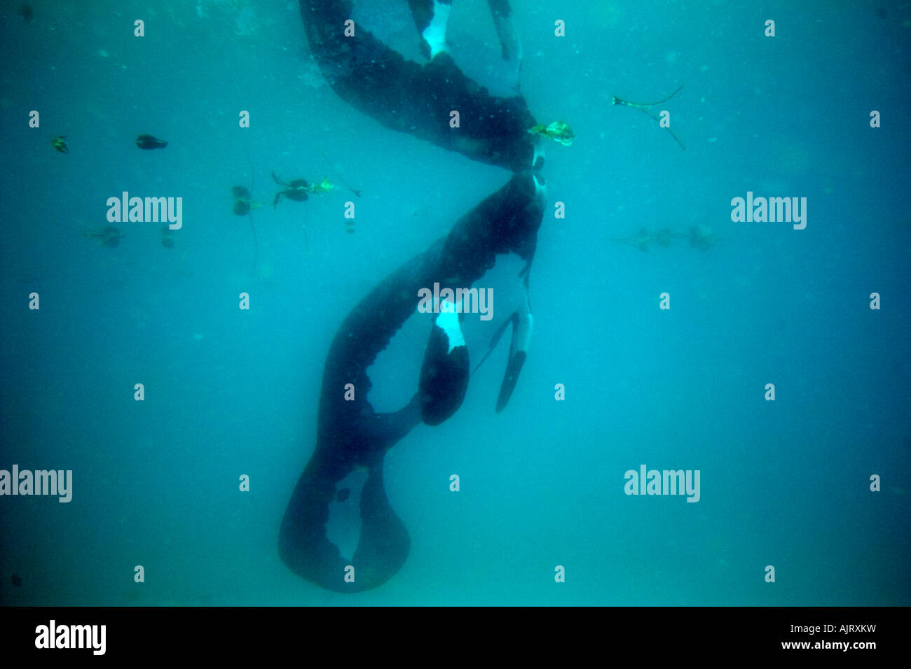 Manatee breathing hi-res stock photography and images - Alamy
