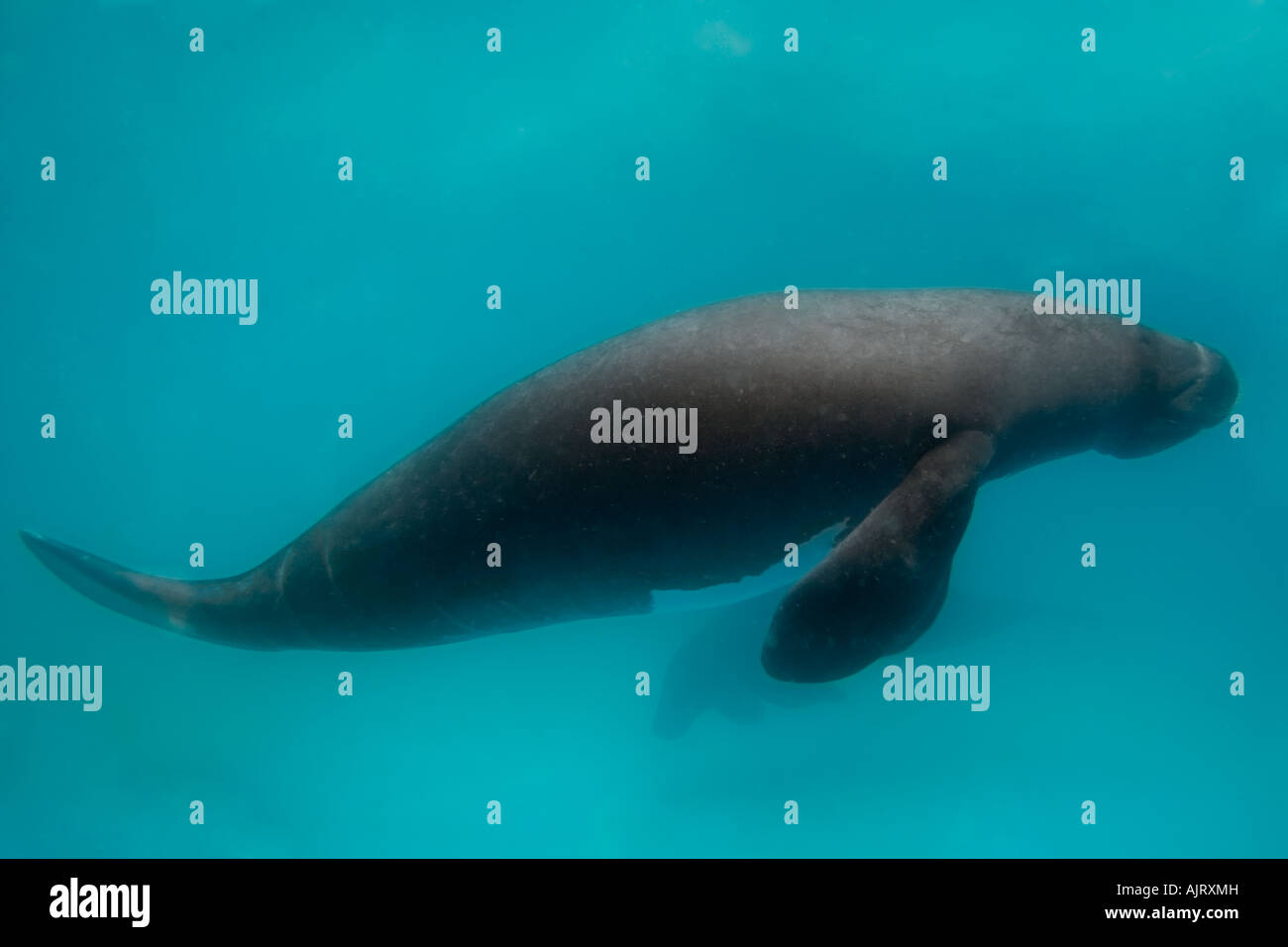 Amazon manatee Trichechus inunguis endangered Manaus Amazonas Brazil c ...