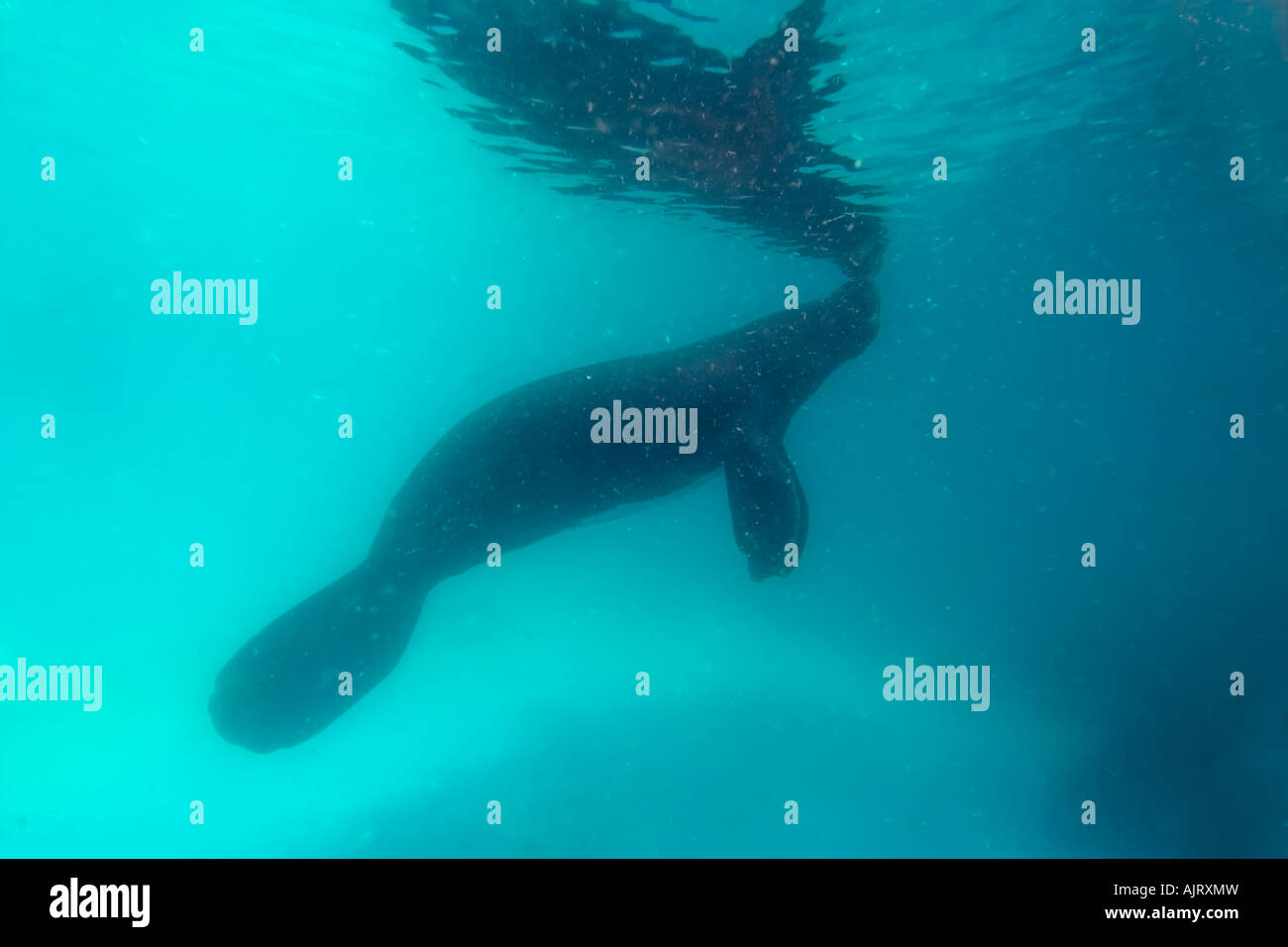 Amazon manatee Trichechus inunguis taking a breath at the surface ...