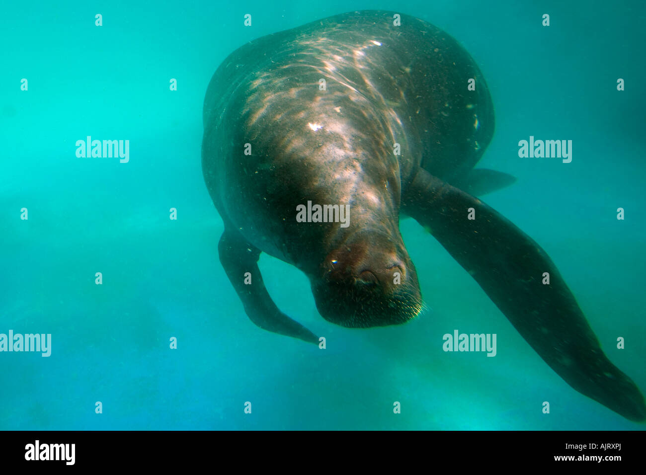 Manatee amazon hi-res stock photography and images - Alamy