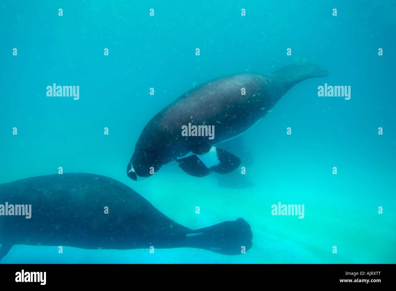 Amazon manatee Trichechus inunguis endangered Manaus Amazonas Brazil c ...