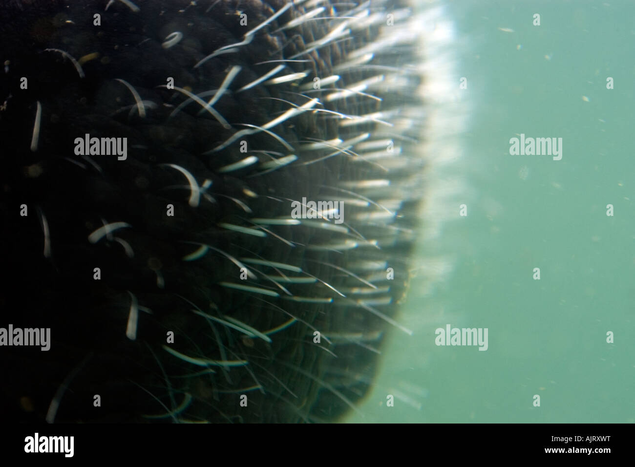 Amazon manatee Trichechus inunguis detail of rostrum whiskers ...