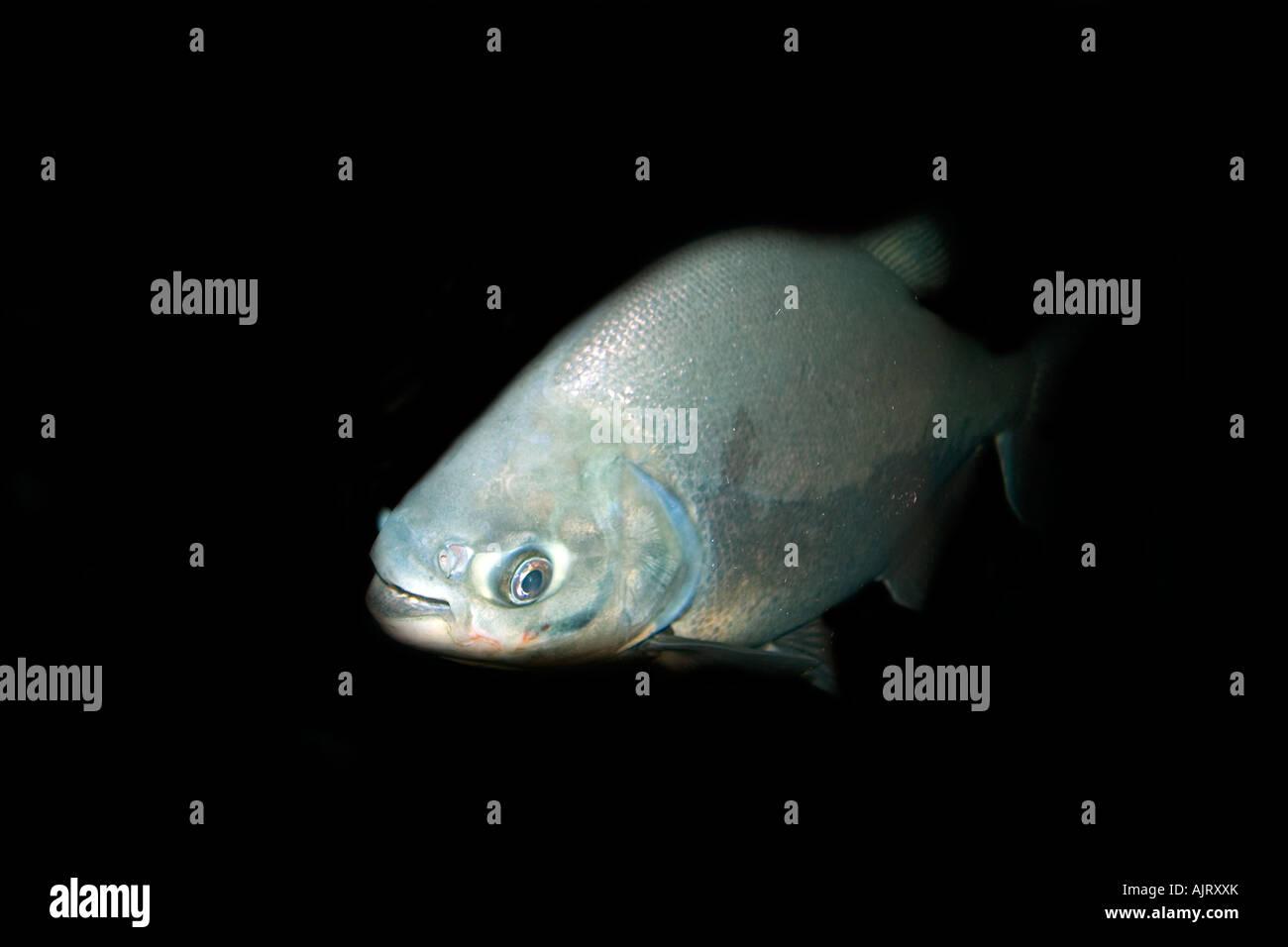 Black tambaqui colossoma macropomum hi-res stock photography and images ...