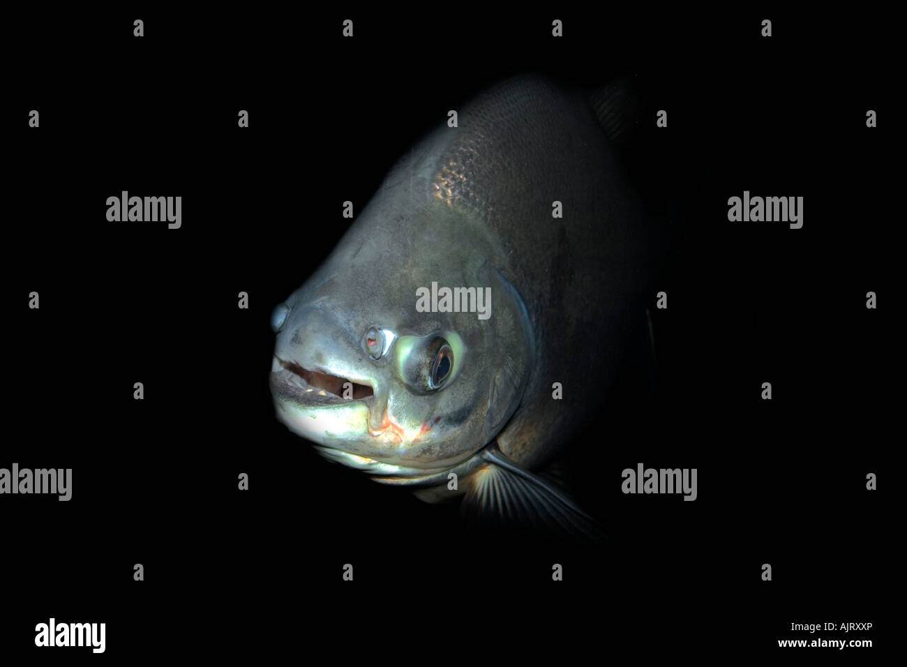 Black tambaqui Colossoma macropomum Manaus Amazonas Brazil Stock Photo ...