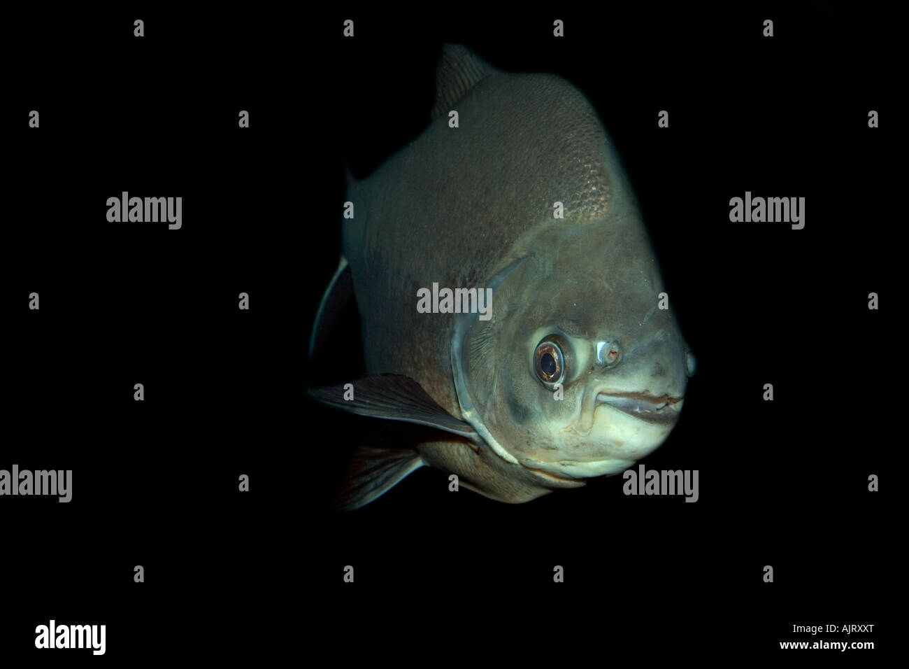 Black tambaqui Colossoma macropomum Manaus Amazonas Brazil Stock Photo ...