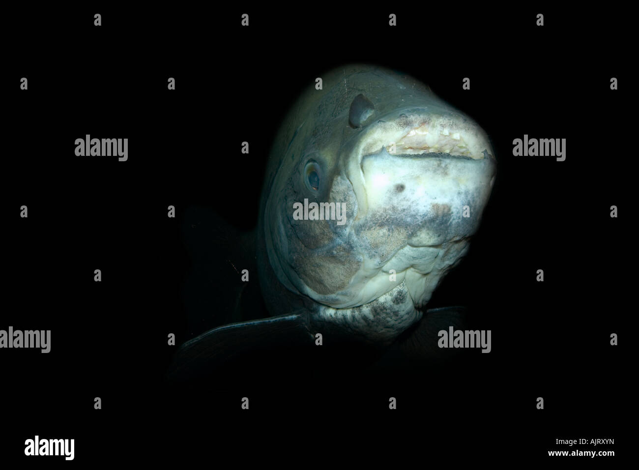 Black tambaqui Colossoma macropomum Manaus Amazonas Brazil Stock Photo ...