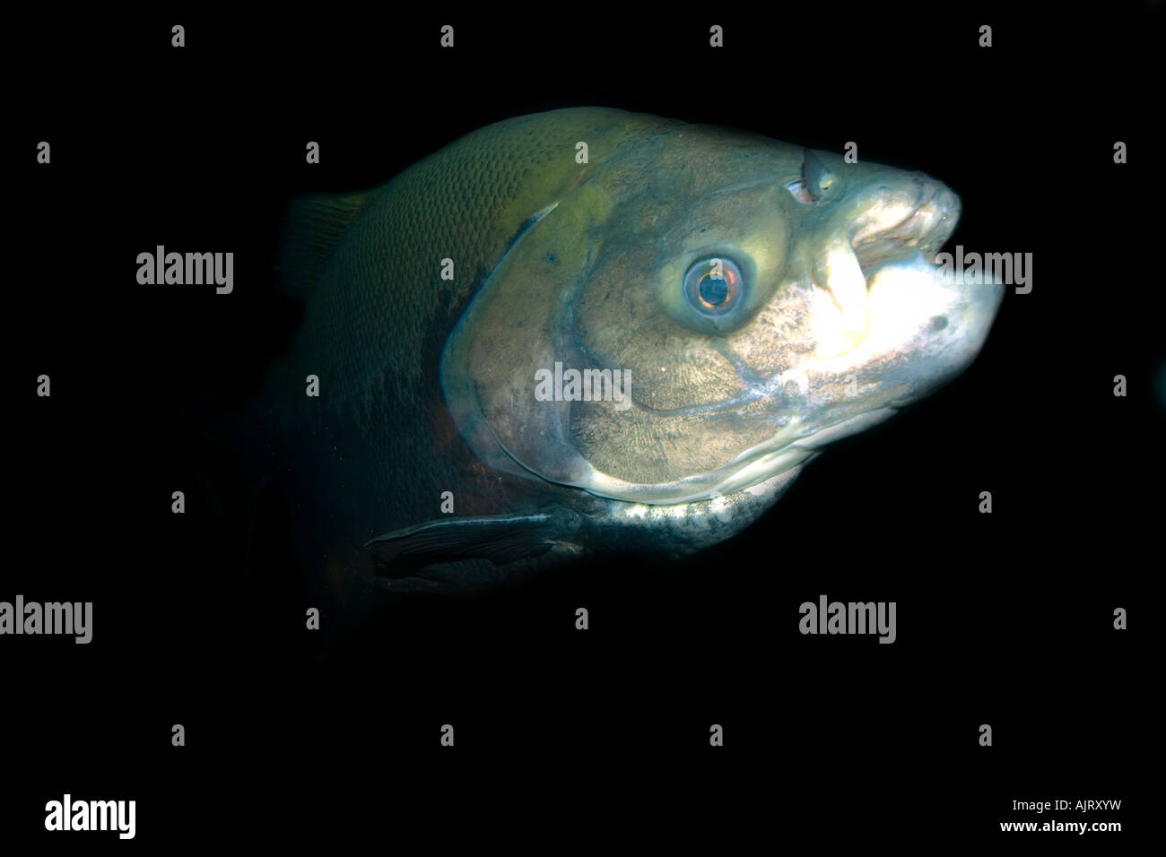 Black tambaqui Colossoma macropomum Manaus Amazonas Brazil Stock Photo ...