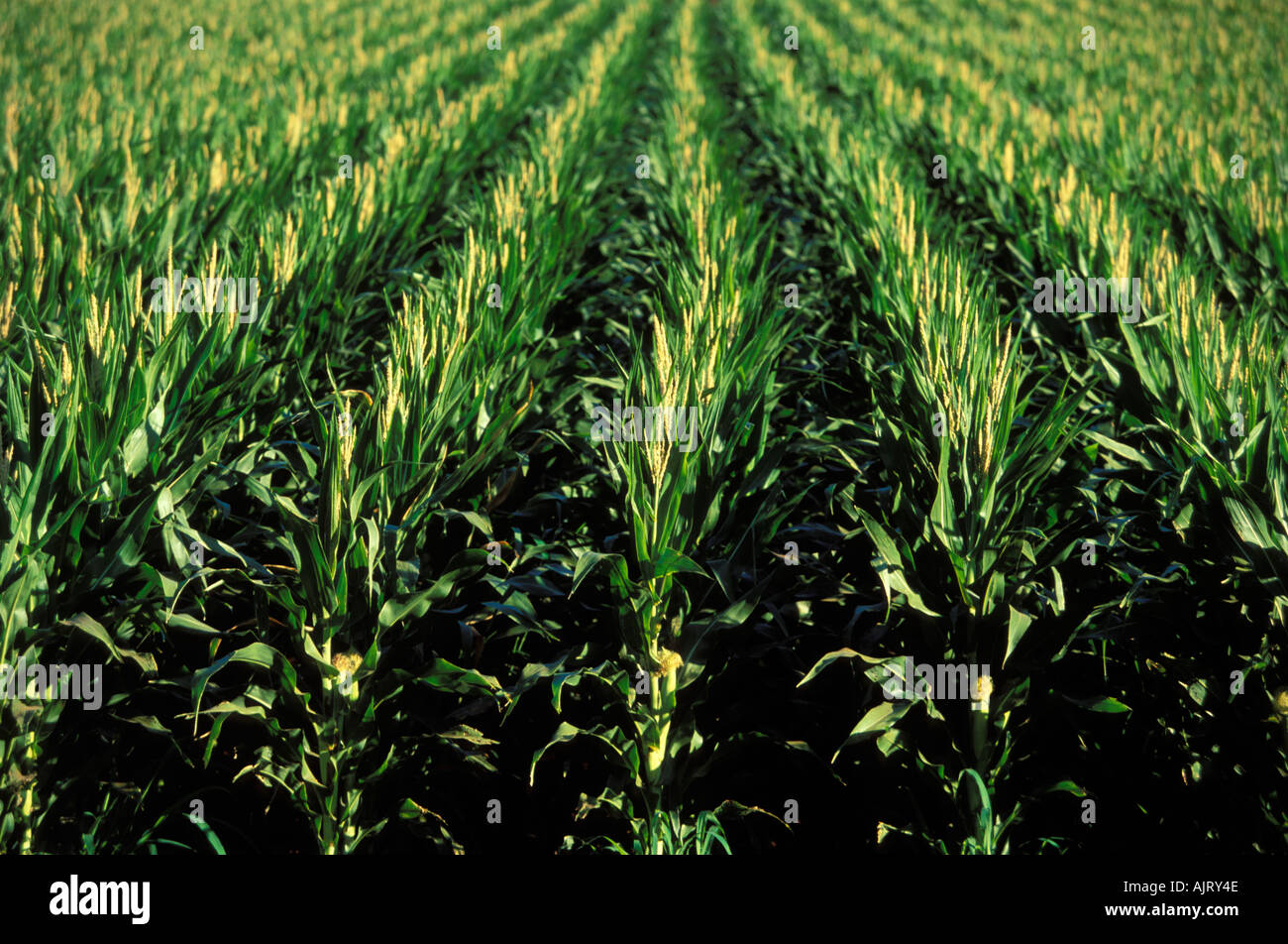 Rows of genetically modified corn Maui, Hawaii Stock Photo - Alamy